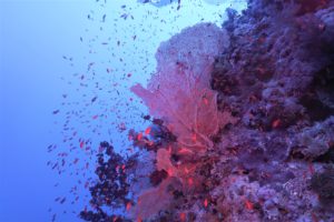 Red Sea - Dahab, cherished memories ~ Batnomad