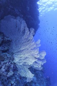 Photo courtesy of Liquid Adventures Canyon/Gorge dive site – Dahab, Red ...