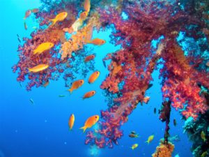 Red Sea - Dahab, cherished memories ~ Batnomad